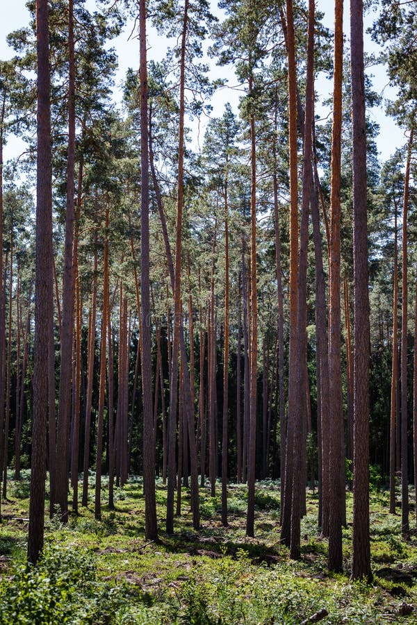 Many Thick Pine Long Trunks Stock Image - Image of pine, tones: 137863691