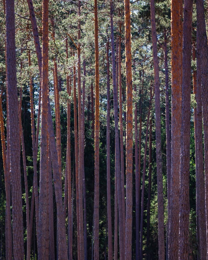 Many Thick Pine Long Trunks Stock Photo - Image of trunks, nature ...