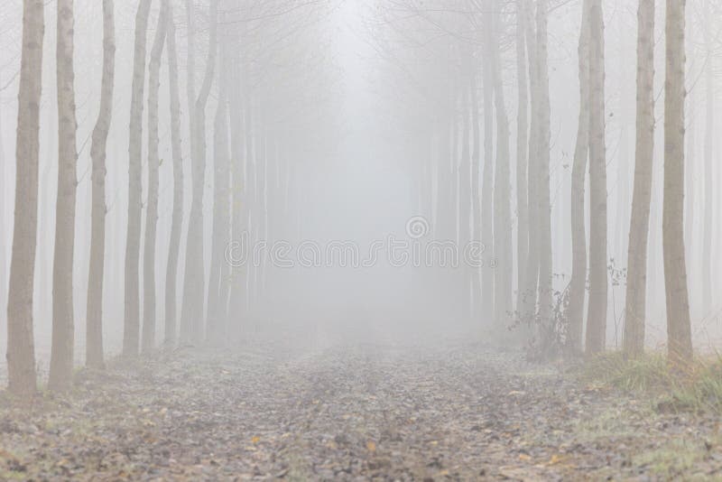 Empty Forest with the Sunlight Shining on it Stock Image - Image of ...