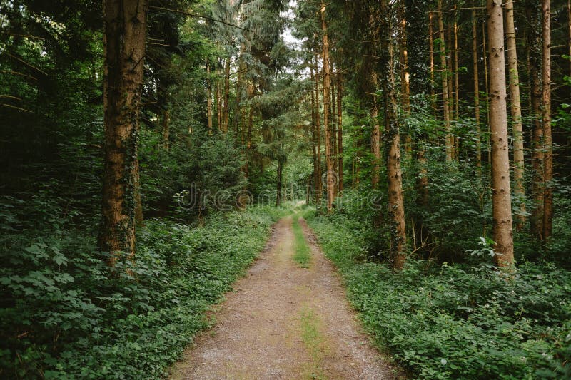 Empty Forest Trail or Footpath between Tall Pine Trees. Moody Summer ...