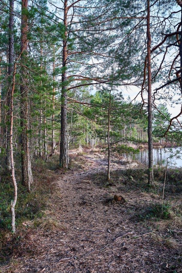 Empty Forest Trail Leading To a Serene Lake with No Vehicles Stock ...