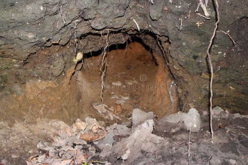 Empty Fox Den Stock Photos - Free & Royalty-Free Stock Photos from ...