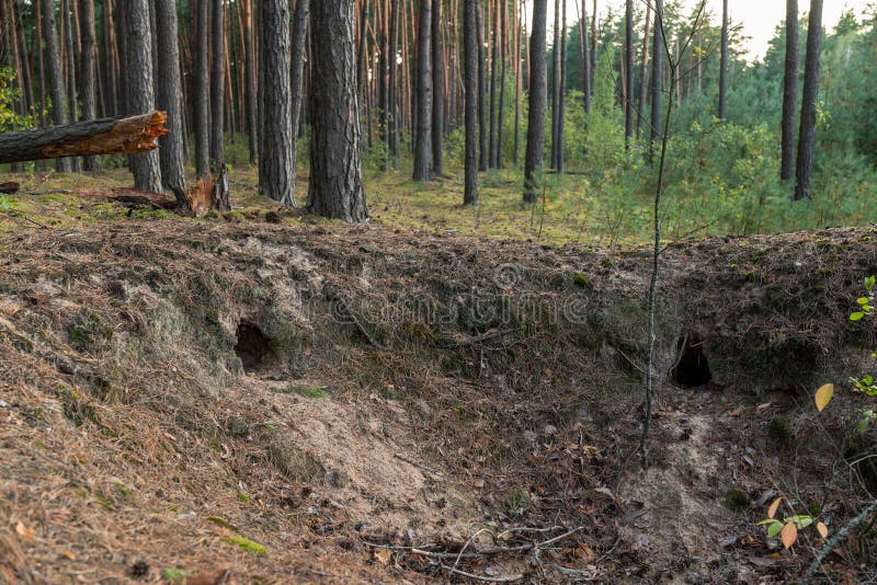 Empty Fox Hole in Pine Forest Stock Photo - Image of landscape, animal ...