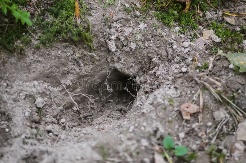 Empty Fox Den Stock Photos - Free & Royalty-Free Stock Photos from ...