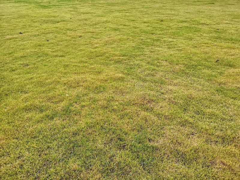 Fresh green grass field stock image. Image of natural - 122843819