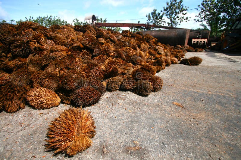 Oil Palm mulching stock image. Image of empty, sustainable - 18457451