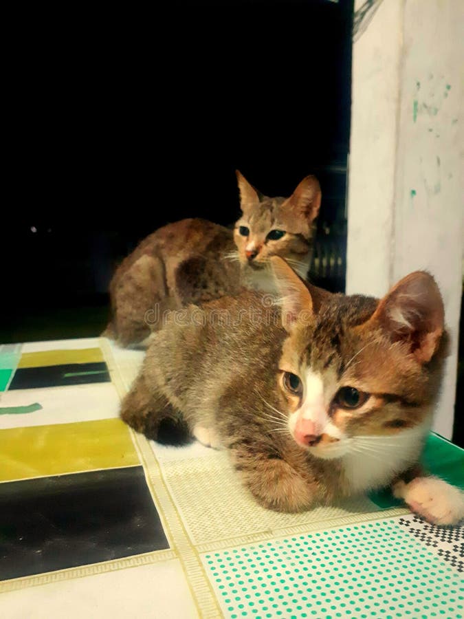 Empty Gaze of Mother and Kitten Stock Photo - Image of kitten, gaze ...