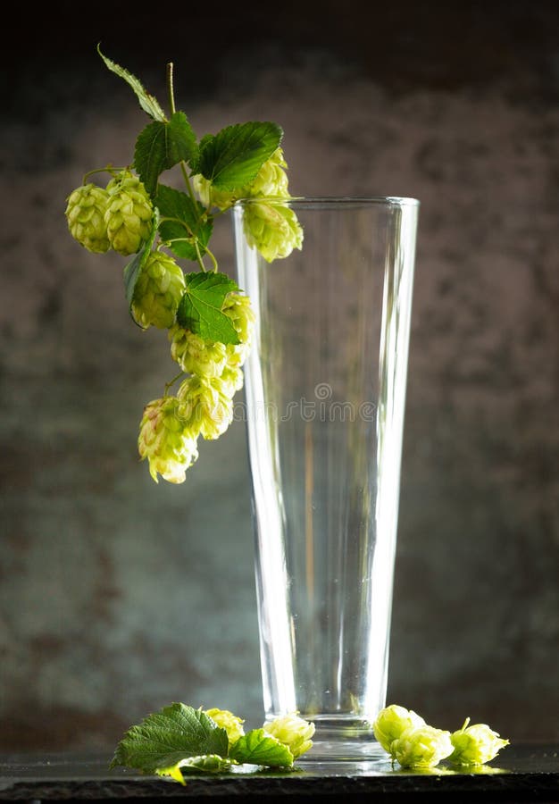 Empty Glass and Hops on Dark Background Stock Image - Image of ...