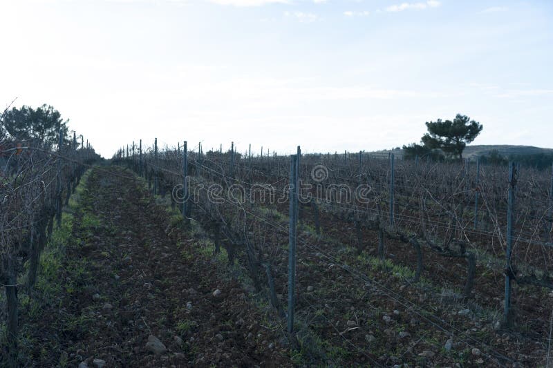 Empty Grape Vines stock image. Image of plant, fruit - 180929143