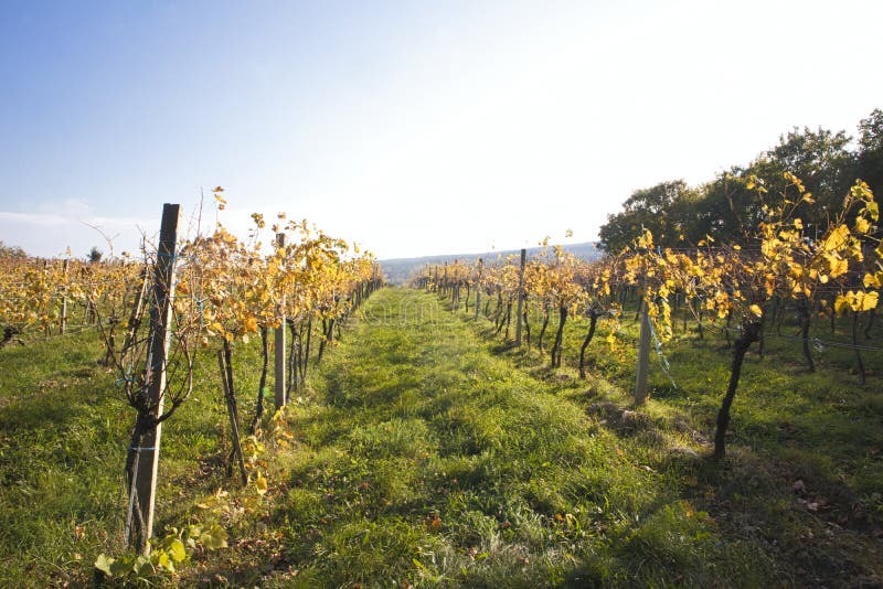 Empty Grapevines on a Field in Autumn Stock Photo - Image of counter ...