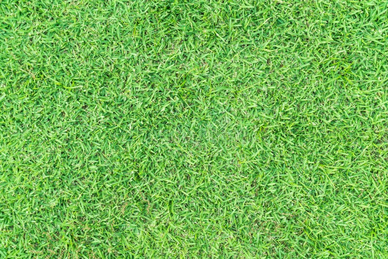 Empty Grass Field stock photo. Image of country, landscape - 24508096