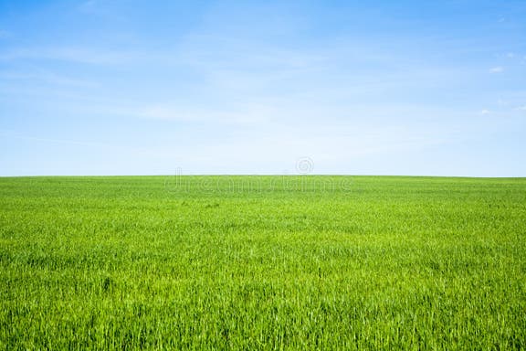 Empty Grass Field stock photo. Image of country, landscape - 24508096