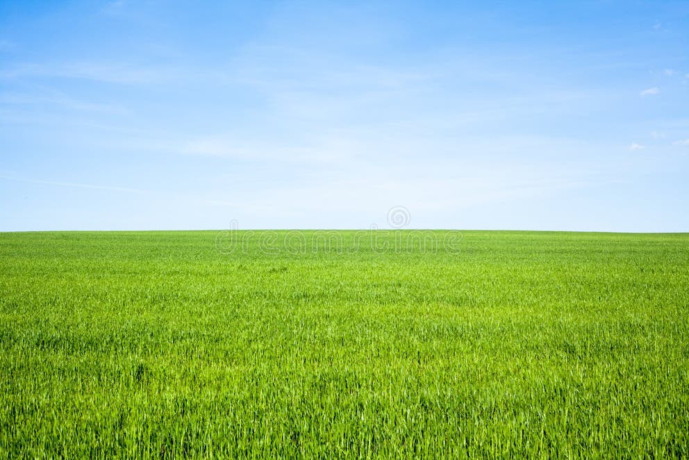 Empty Grass Field stock photo. Image of country, landscape - 24508096