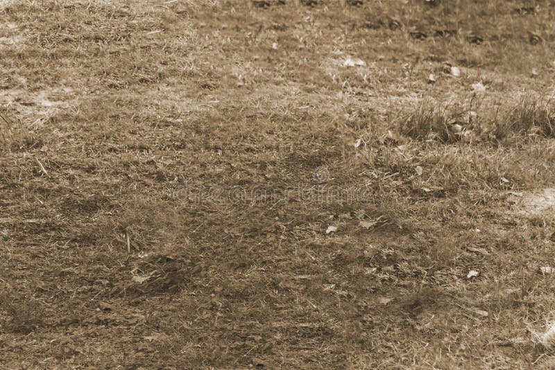 Grassy Fall Background stock image. Image of environment - 188450711