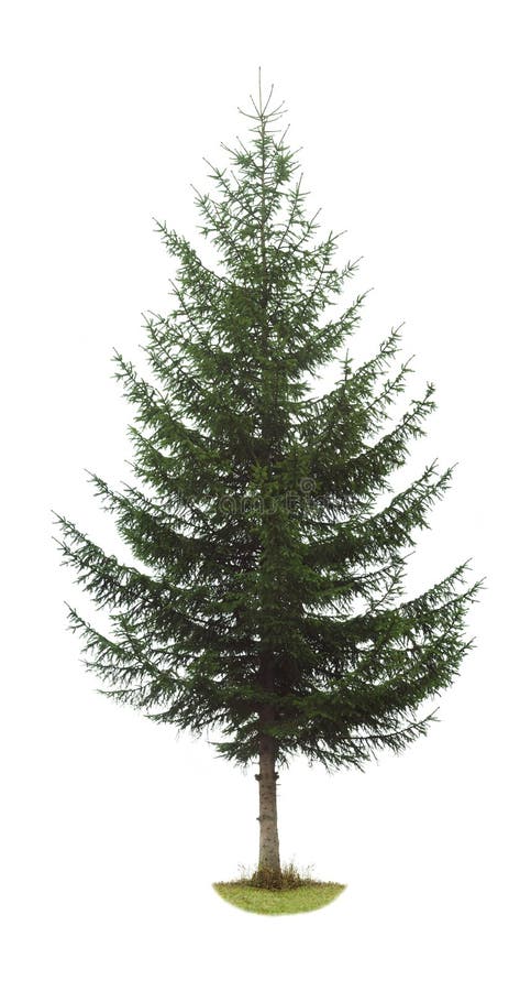 Empty green Christmas tree stock photo. Image of pine - 79736744