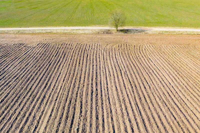 Empty Green Field, Tree and Road. Rural Landscape and Field Cultivation ...