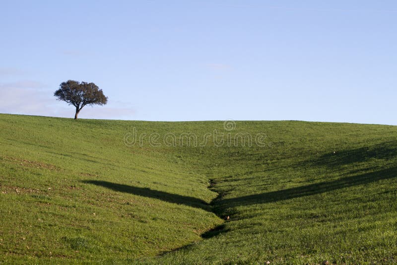 Empty Green Hills with Very Few Scattered Trees Stock Image - Image of ...