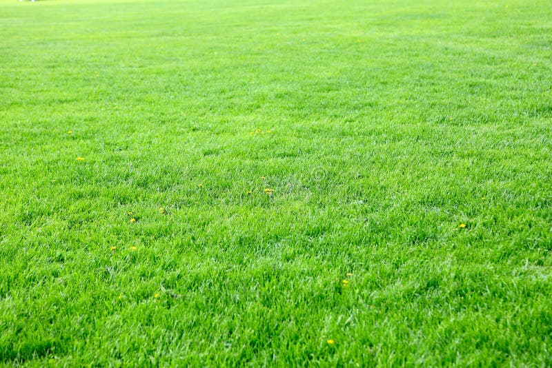 Green lawn stock image. Image of herb, pasture, meadow - 16090999