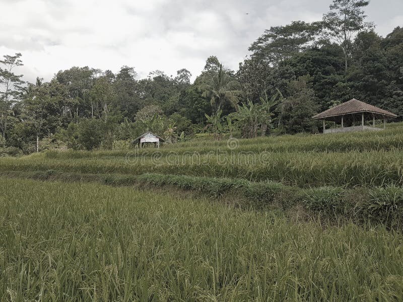 An empty green paddy field stock photo. Image of traditional - 136752318