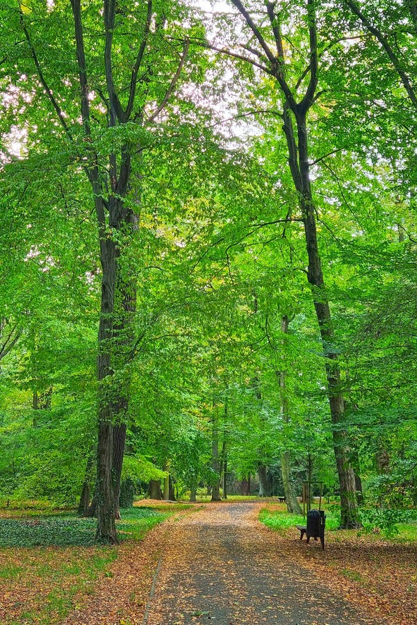 Empty Green Park with Big Trees. Rest, Relaxation. Stock Photo - Image ...