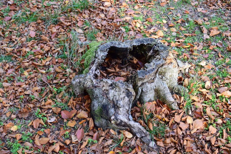 Empty half rotten root stock photo. Image of wood, soil - 260526616