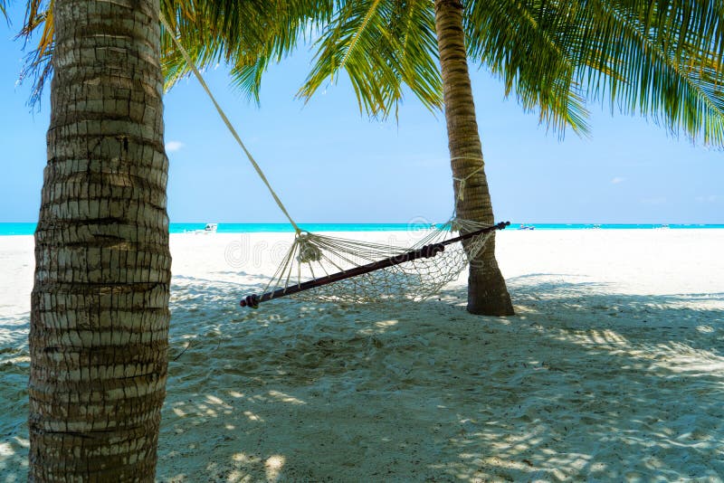 Empty Hammock between Palms Trees at Sandy Beach Stock Image - Image of ...