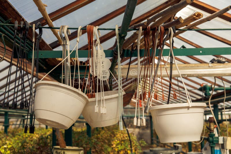 Empty Hanging Planters in Sunlit Greenhouse with Wooden Beams Stock ...