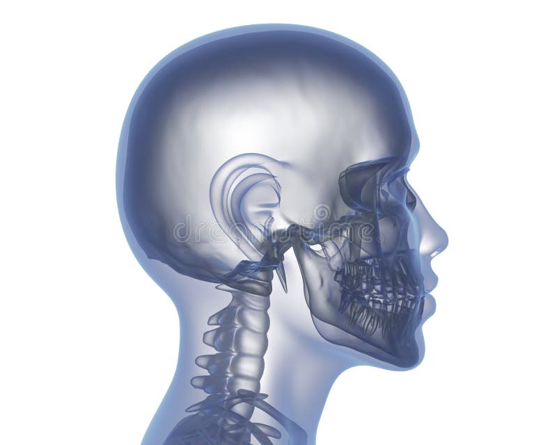 Empty head x-ray stock illustration. Illustration of head - 119565258