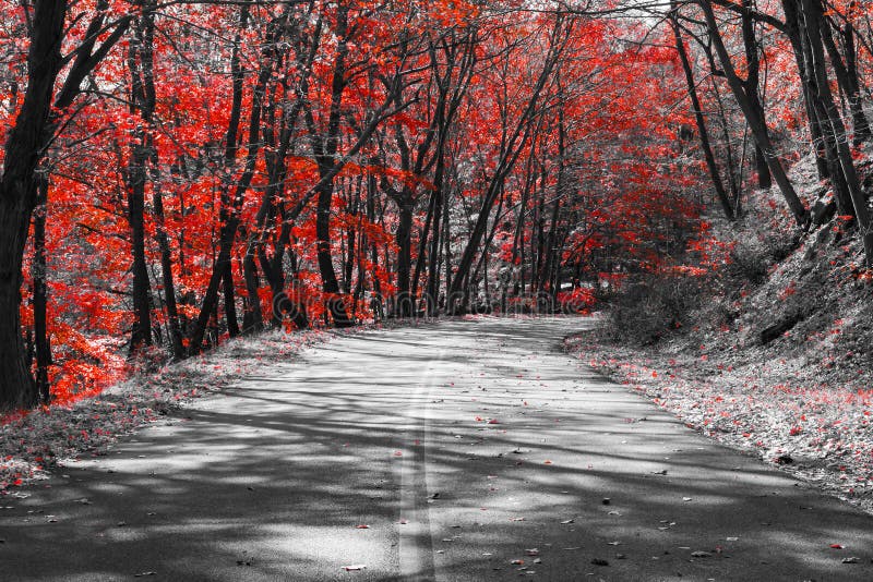 Empty Highway through Red Forest Stock Image - Image of path, season ...
