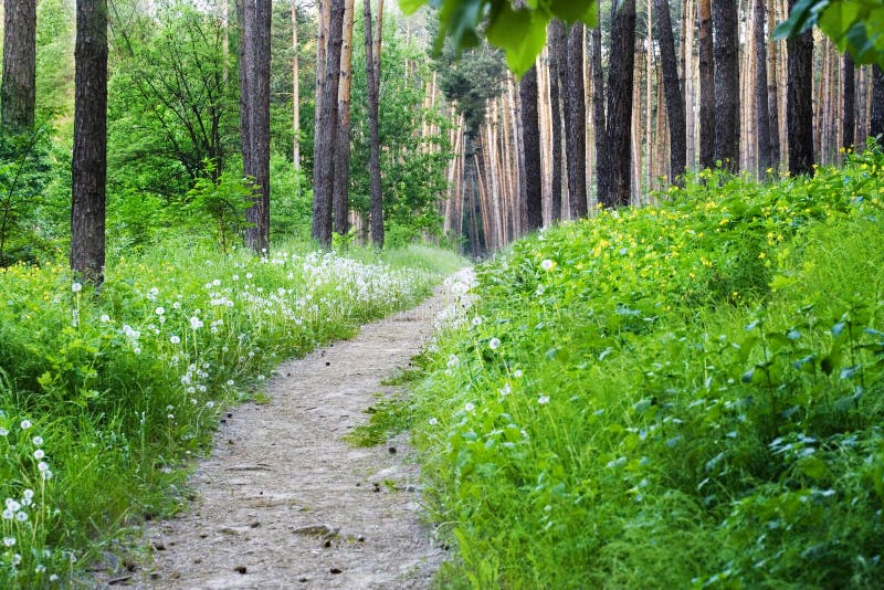 Empty Hiking Trail with Green Grass and Trees Stock Photo - Image of ...