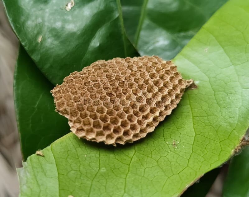 Empty Hive of Wild Bees on a Green Leaf Stock Image - Image of fruit ...