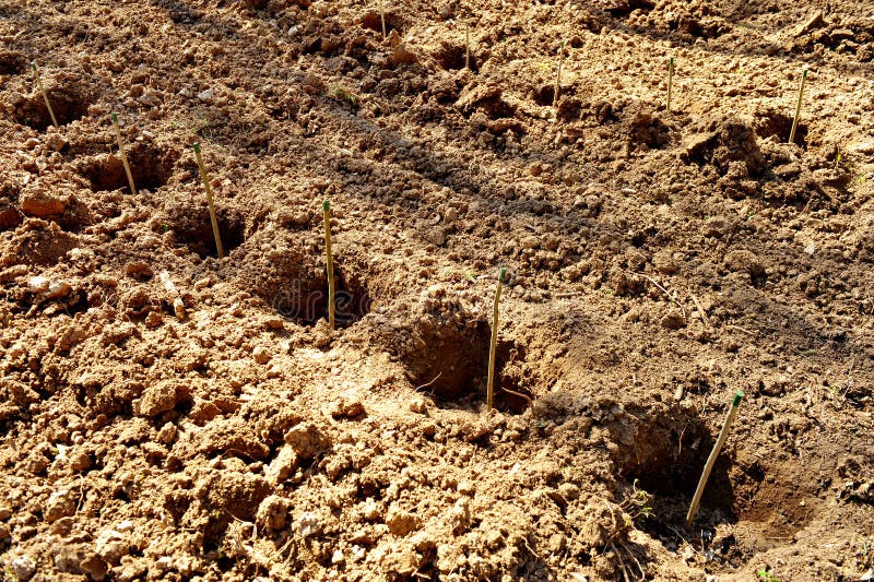 Empty Holes before Tree Planting Stock Image - Image of rural ...