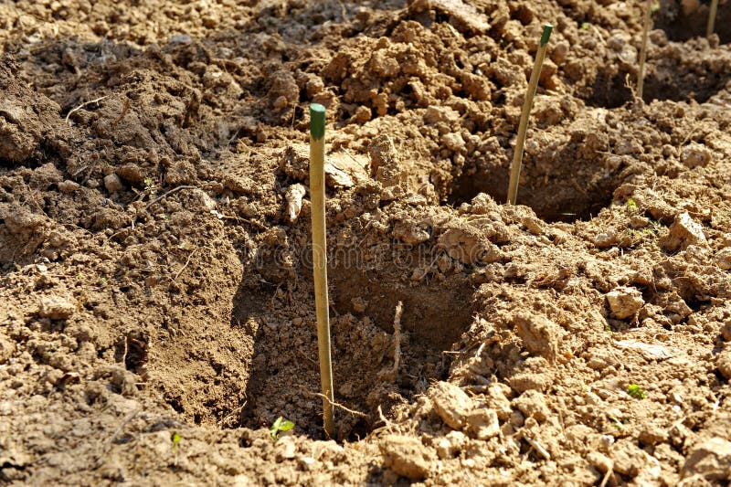 Empty Holes before Tree Planting Stock Photo - Image of tree, line ...