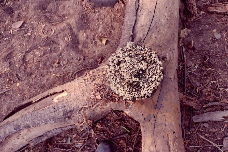 Empty honeybee hive stock photo. Image of wing, blossoms - 67453600