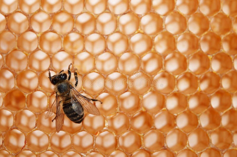Empty honeycomb with bee stock image. Image of nature - 22370961