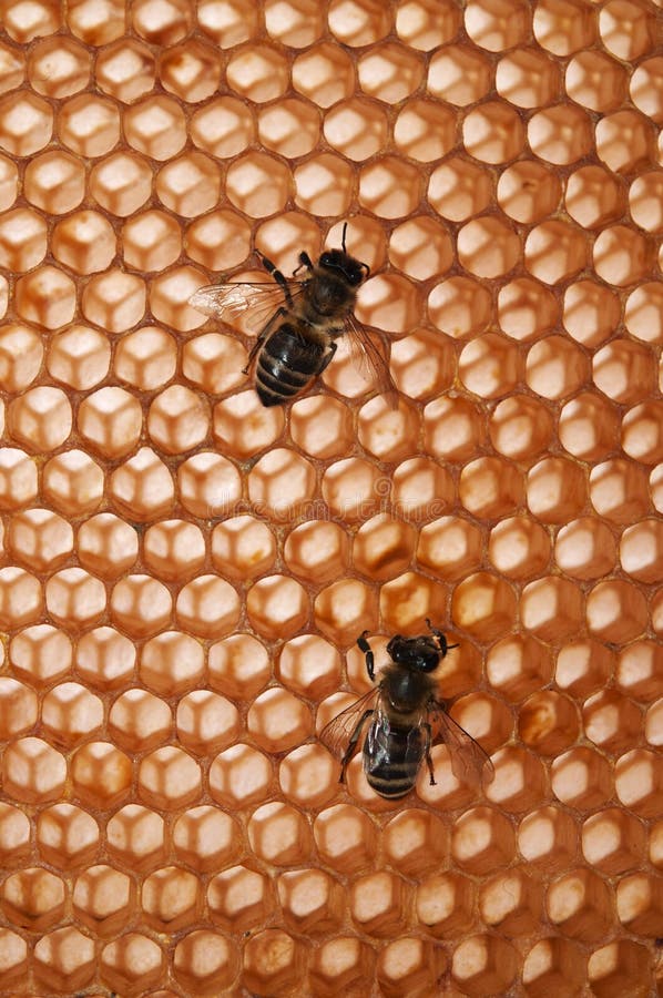 Empty honeycomb with bee stock photo. Image of people - 22370972