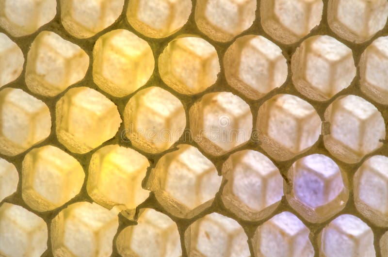 Empty Honeycomb stock image. Image of poland, beekeeping - 56690373