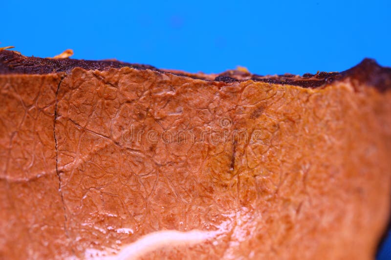 Empty Husk of Dry Coconut stock photo. Image of agriculture - 289262672