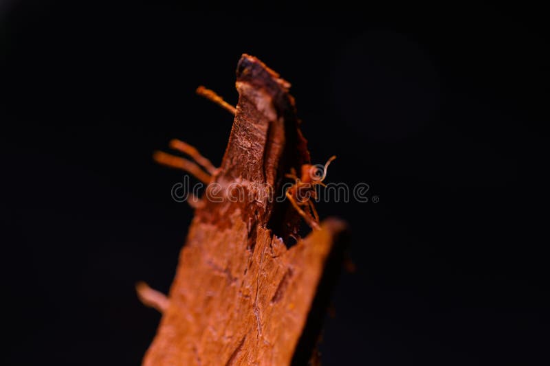 Empty Husk of Dry Coconut stock image. Image of backgrounds - 289263023