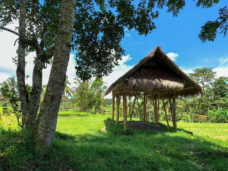 An Empty Hut in the Middle of a Rice Field Stock Image - Image of ...