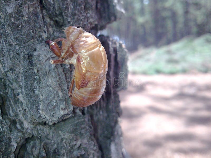 Empty insect carcass stock image. Image of repeat, exoskeleton - 109799293