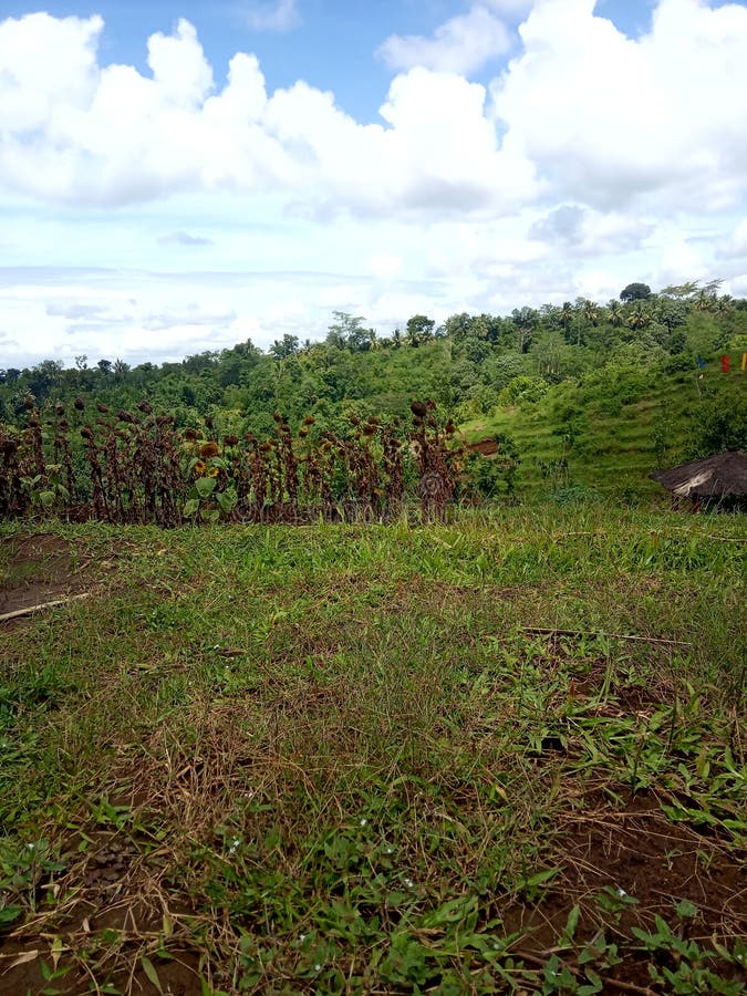 Empty land farming stock photo. Image of forest, meadow - 213441576