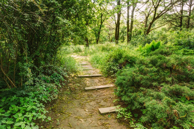 Empty Lane, Path, Way in Summer Forest Stock Image - Image of wood ...