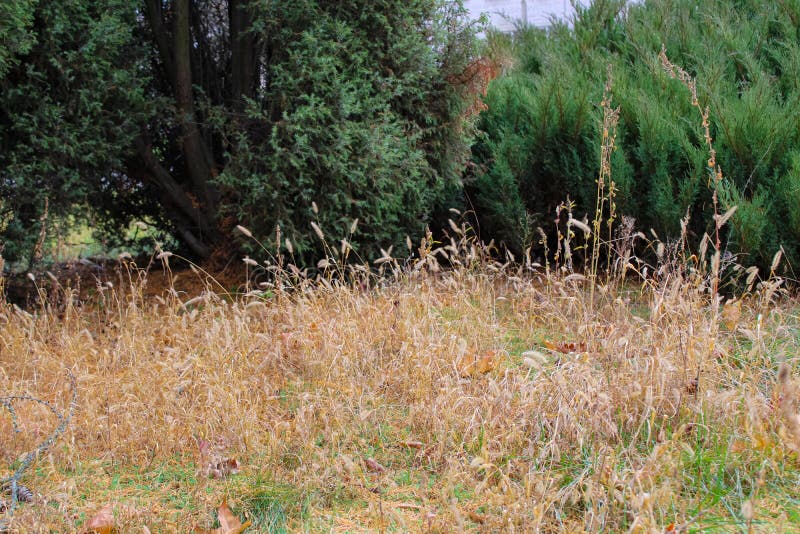 Empty Lawn of Autumn Backyard Garden Stock Photo - Image of dried ...
