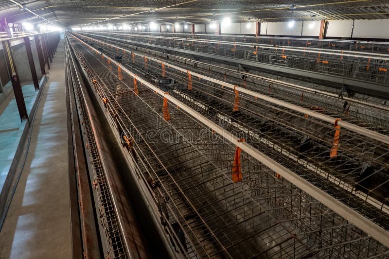 The Old Laying Cages in the Chicken Farm Stock Image - Image of indoor ...