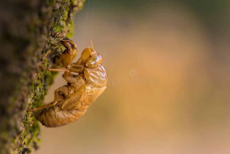 Empty Locust Shell stock photo. Image of branch, shell - 109226308