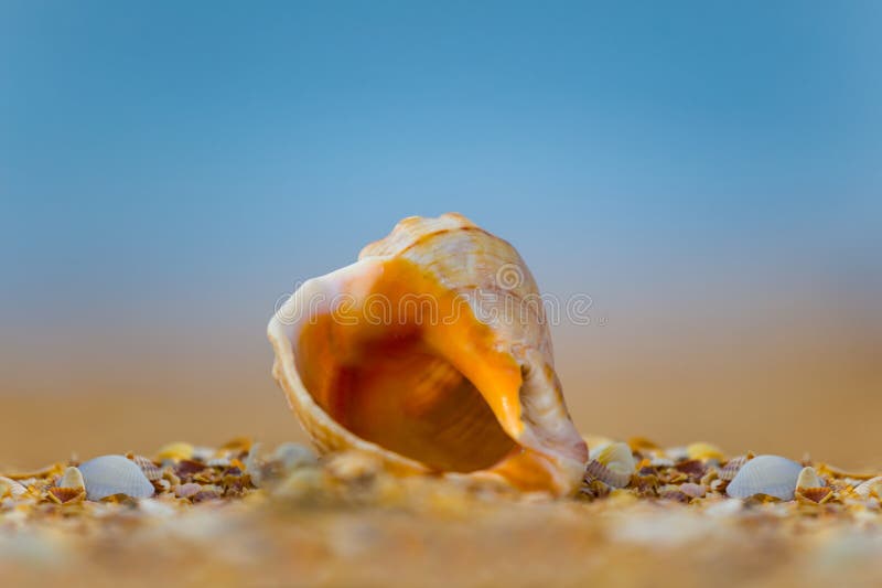 Empty Marine Shell Lie on Sandy Sea Beach Stock Image - Image of life ...