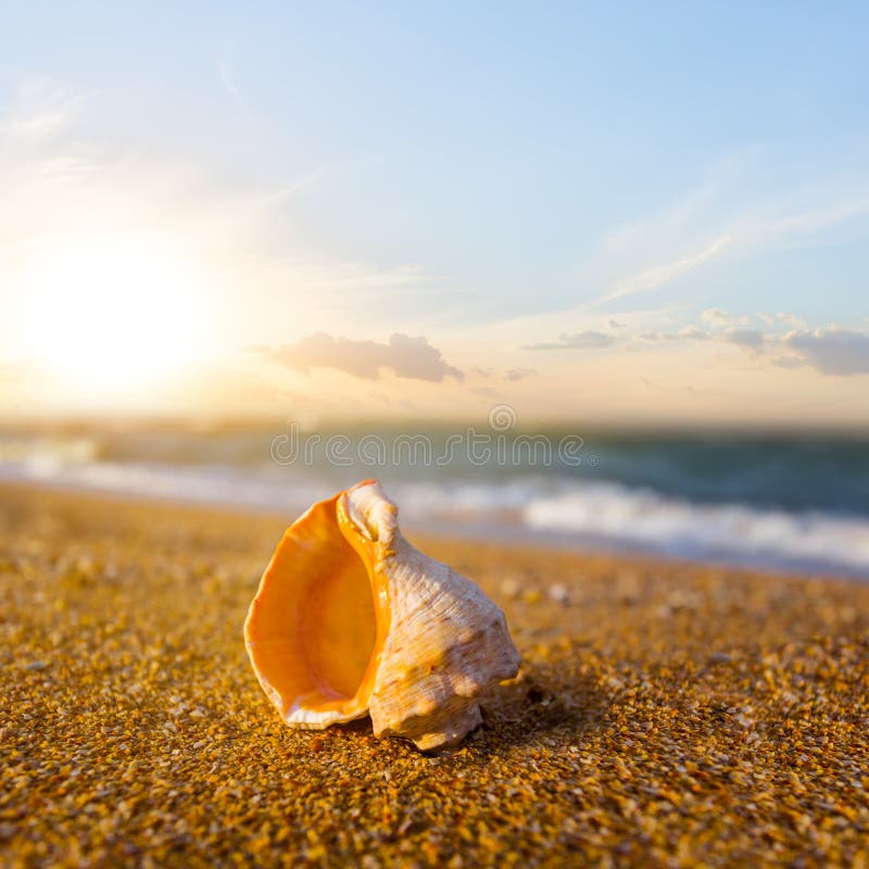 Empty Marine Shell Lie Sandy Sea Beach Sunset Stock Photos - Free ...