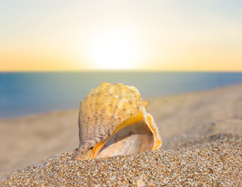Empty Marine Shell on Sandy Sea Beach at the Sunset Stock Photo - Image ...