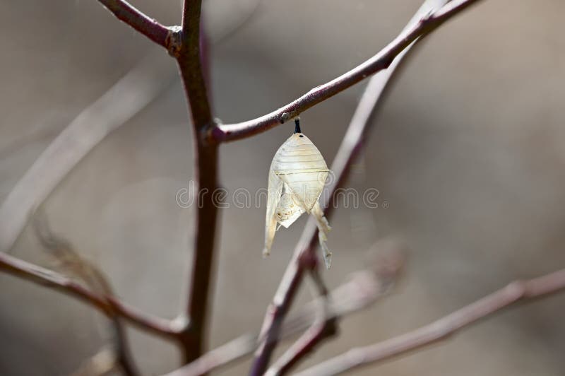 Empty Monarch Chrysalis stock image. Image of white - 237271645